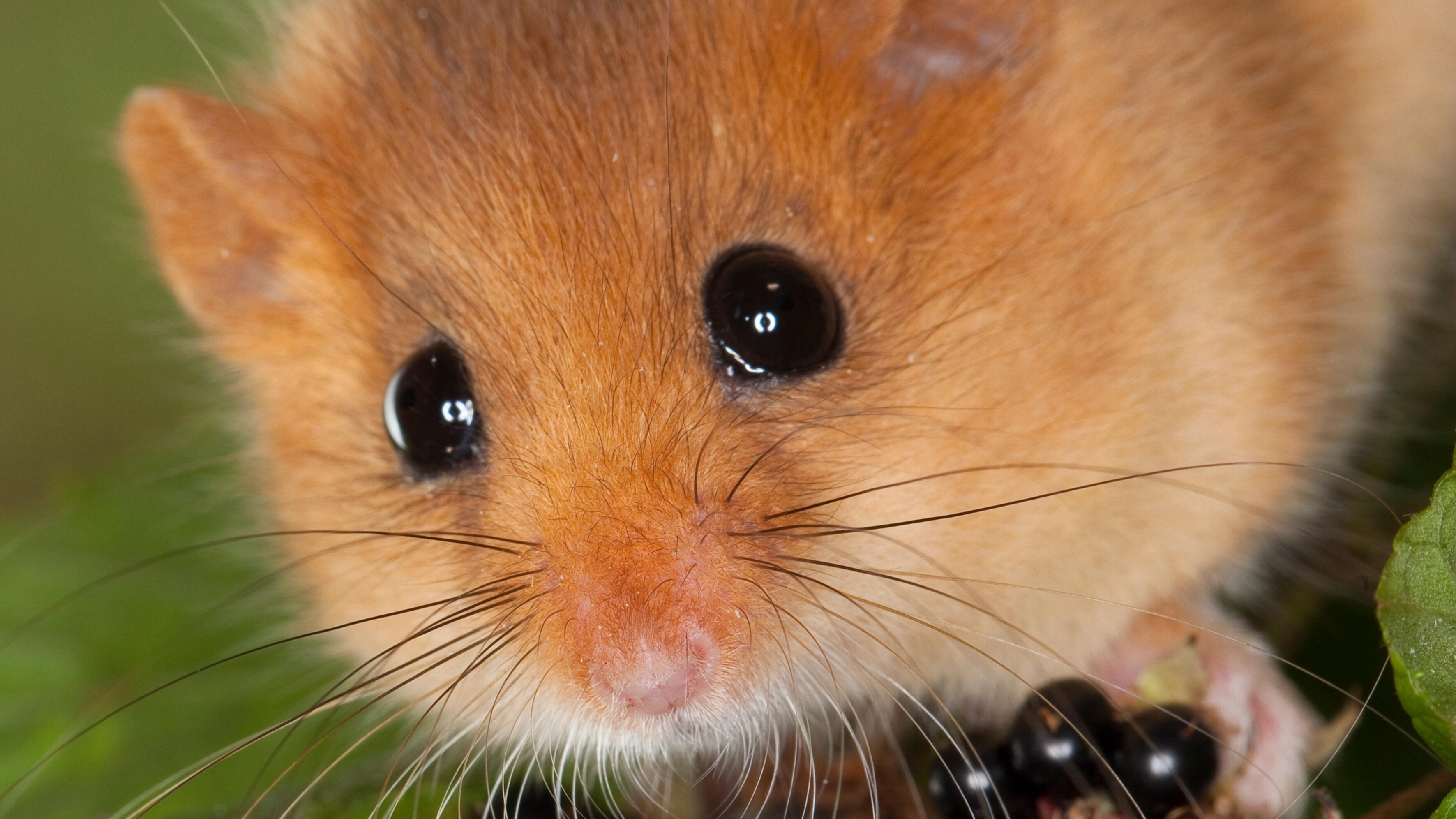 Fridlysta djur - DN.se