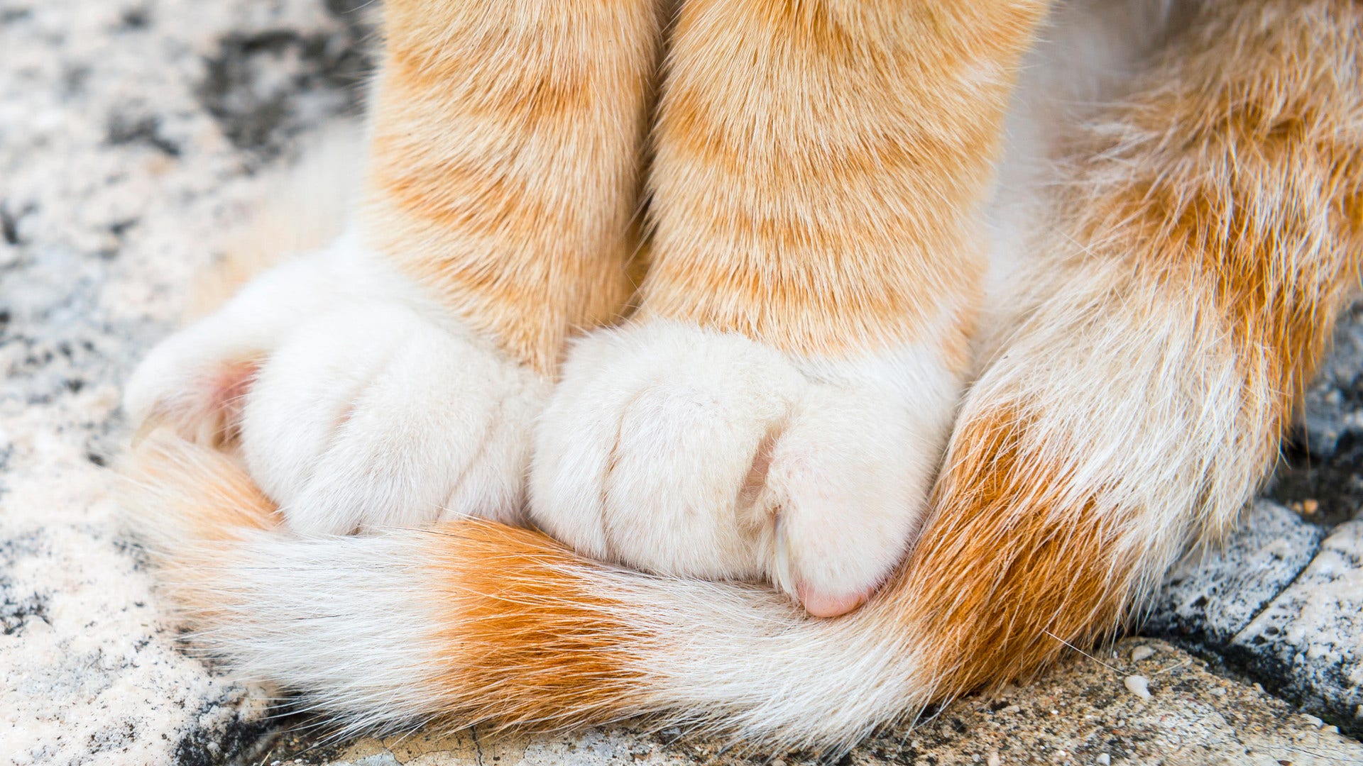 Emma Bouvin om att gör sig av med en sur gammal katt - DN.se