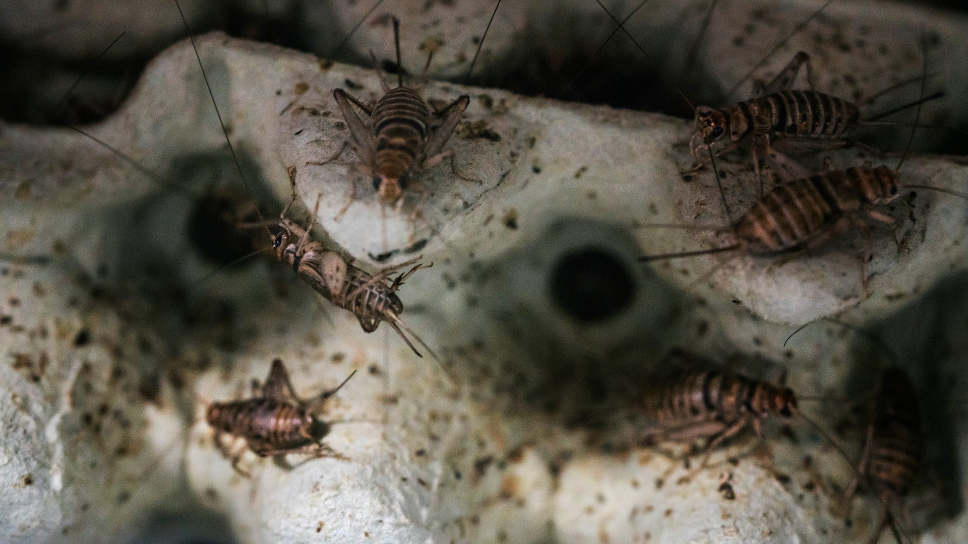Försäljning av insekter som mat tillåts - DN.se