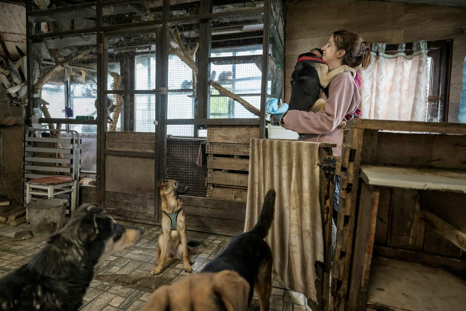 Animal Rescue Kharkiv räddar tusentals djur undan kriget - DN.se