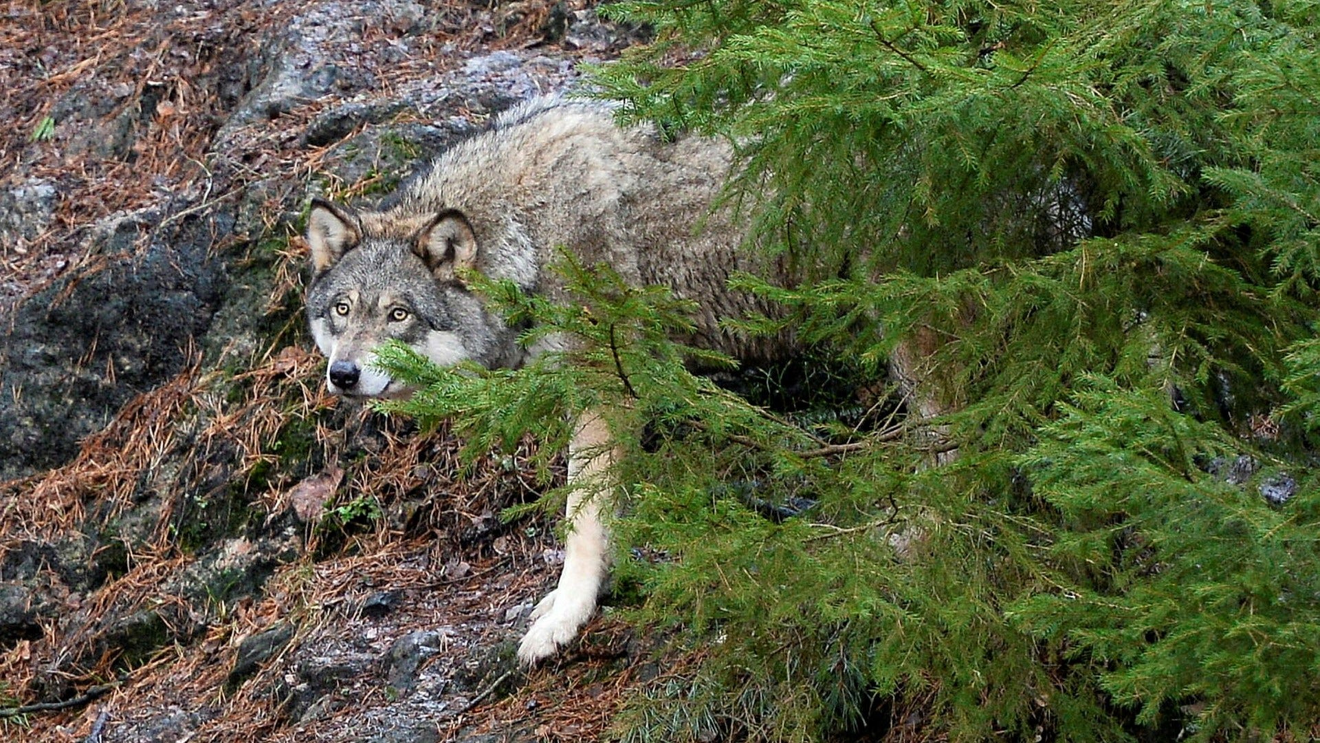 Unik varghybrid i Norrbotten - DN.se