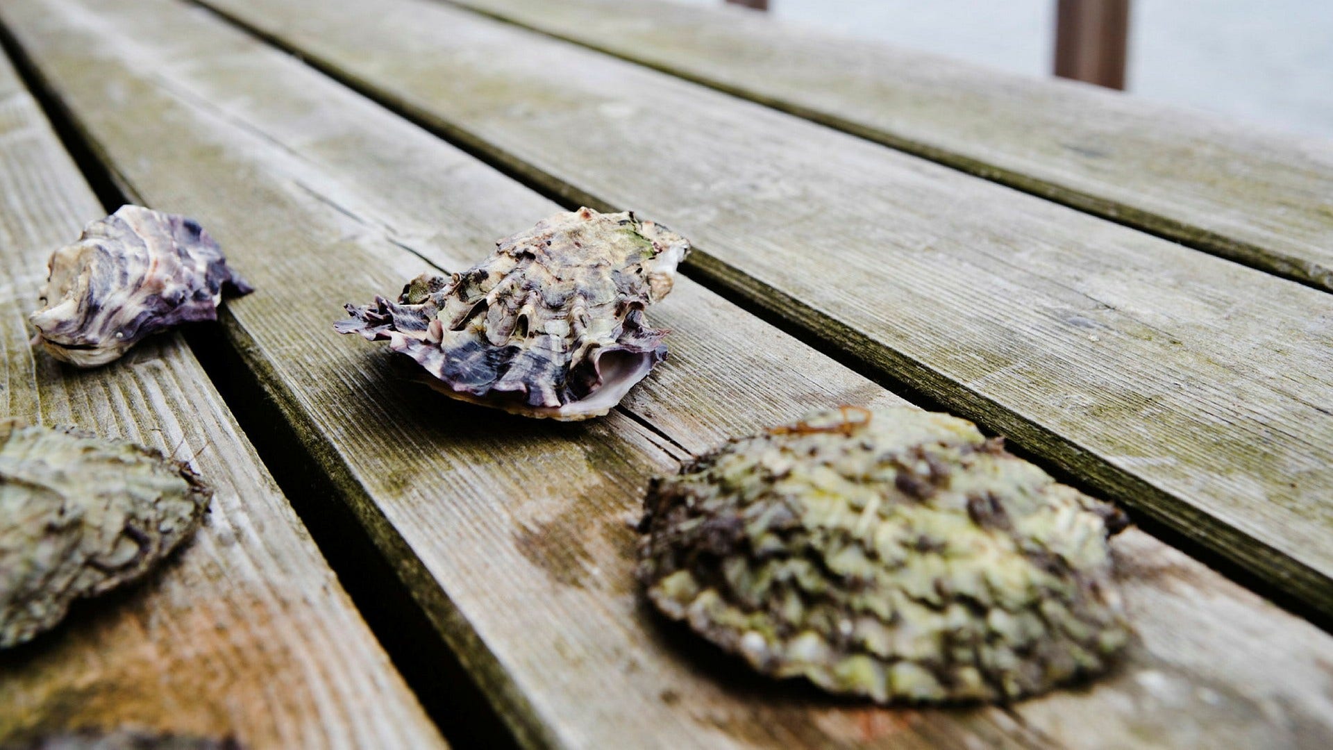 Studio DN: Invasiv art hotar det lyxiga ostronet - DN.se