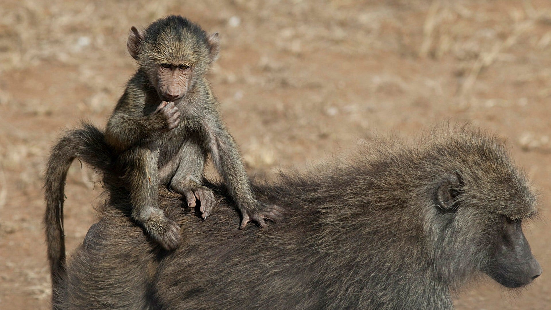 Fall av apkoppor i Stockholm - DN.se