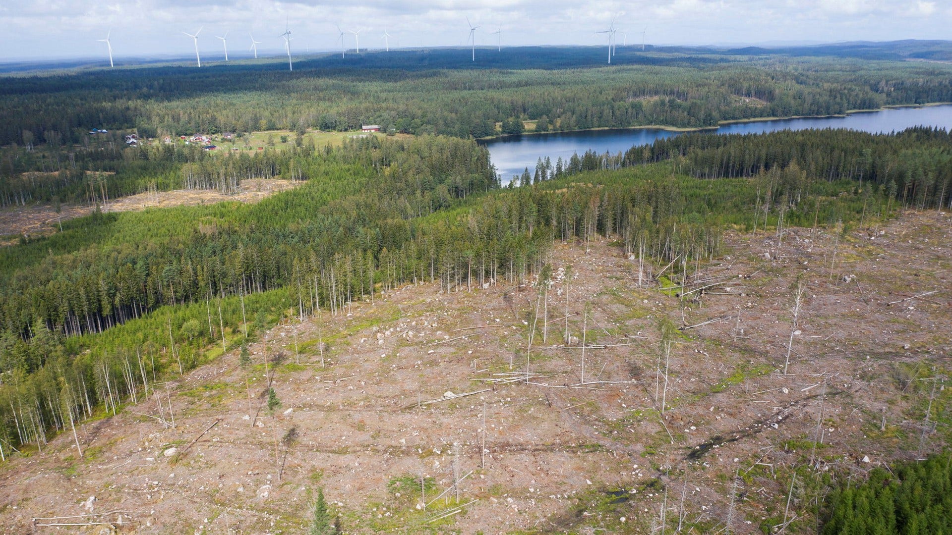”Sätt stopp för kalhyggen för att rädda klimatet” - DN.se