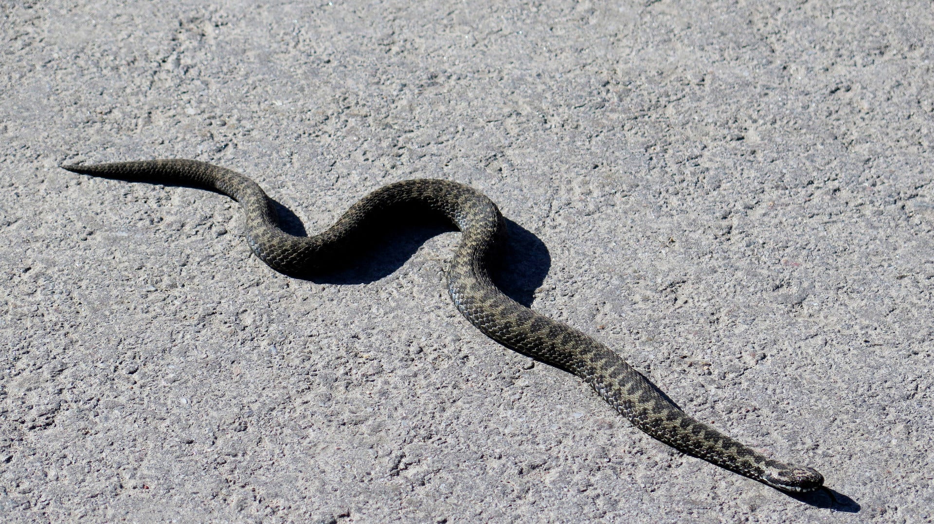 Augustin: Huggormen ringlar in i vår sommarstuga - DN.se