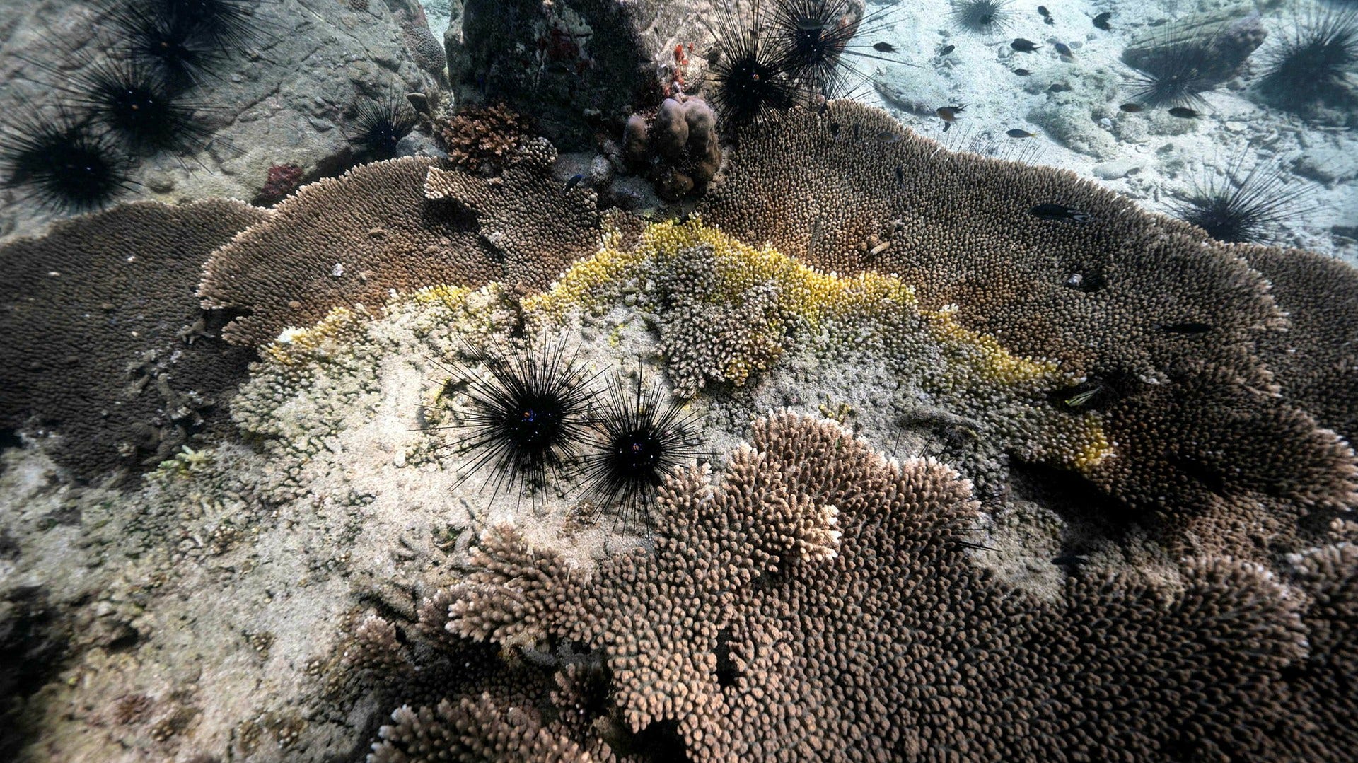 Korallrev i Thailand gulnar och dör - DN.se