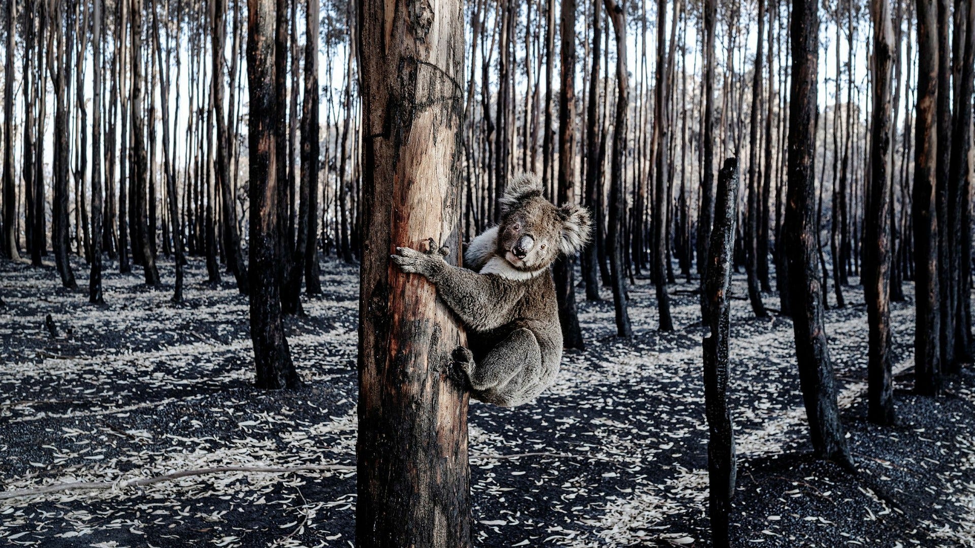 Australien: Koalan nu utrotningshotad - DN.se