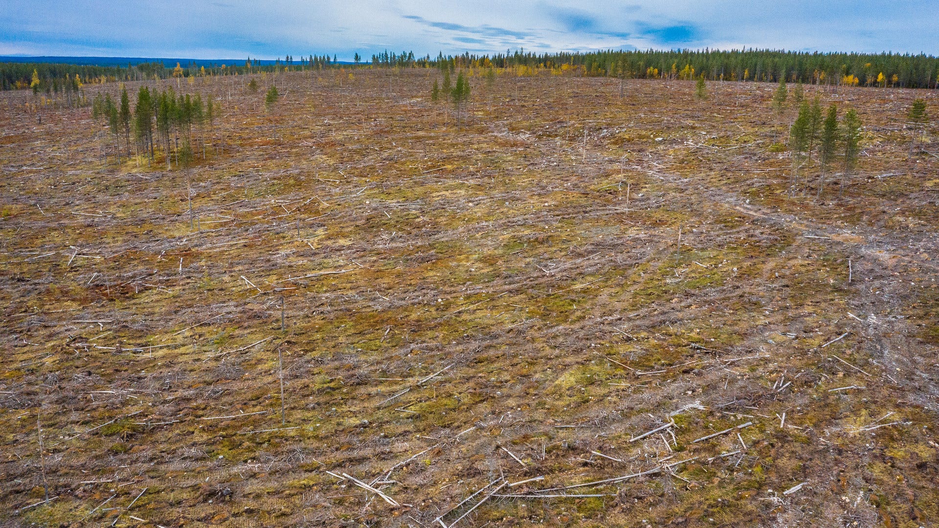 Naturfotografer dokumenterar kalhyggen av gammal svensk skog - DN.se