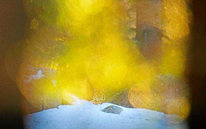 ”Terja” med bland årets nyord - DN.SE