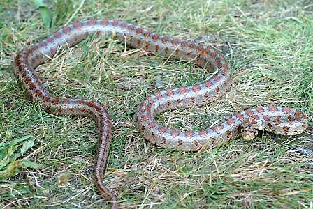 Orm hittad i träd vid Junibacken - DN.SE