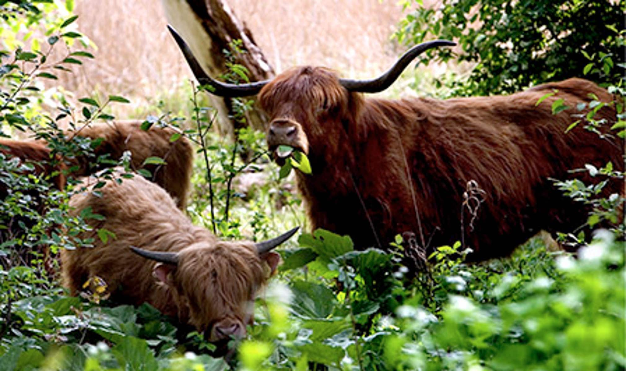 Betande kossor räddar fågelkärr - DN.se