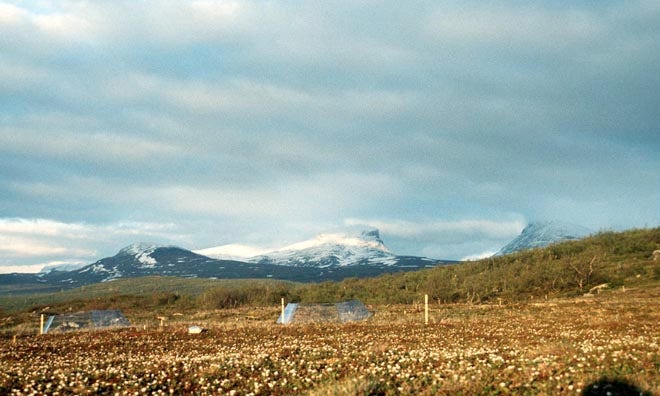 Uppvärmda mossar ökar växthuseffekten - DN.se