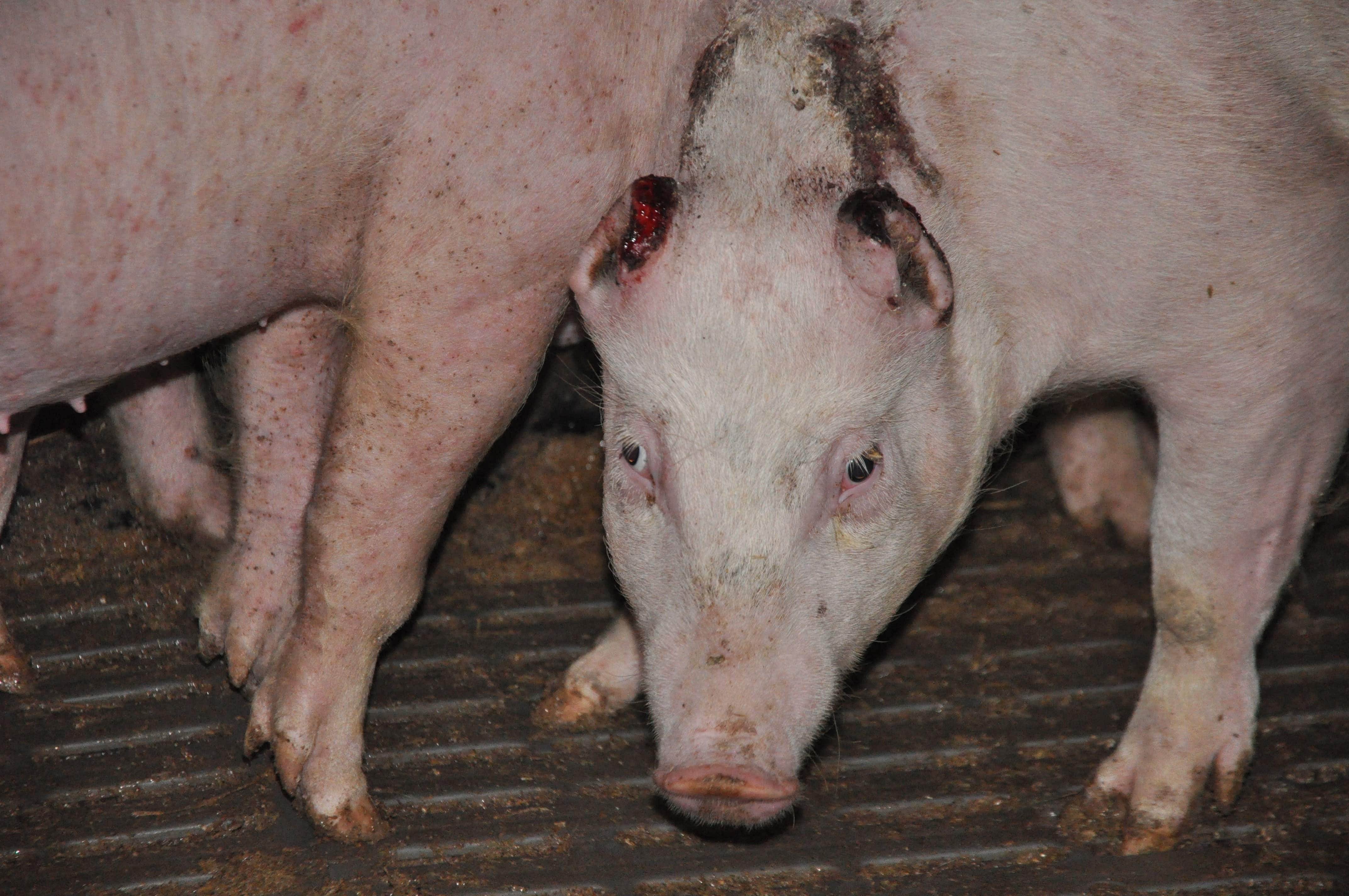 Blodiga bilder på svenska grisar - DN.se