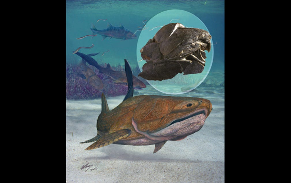 ”Ful fisk” visar ansiktets ursprung - DN.se