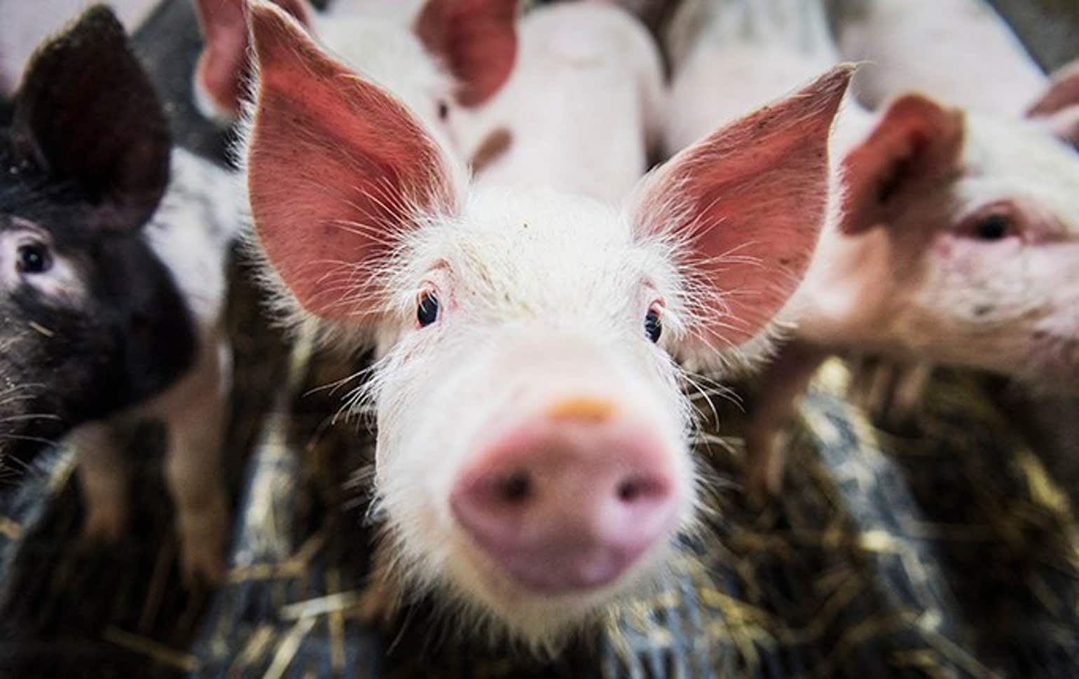 Grisar i dokusåpa på webben - DN.SE
