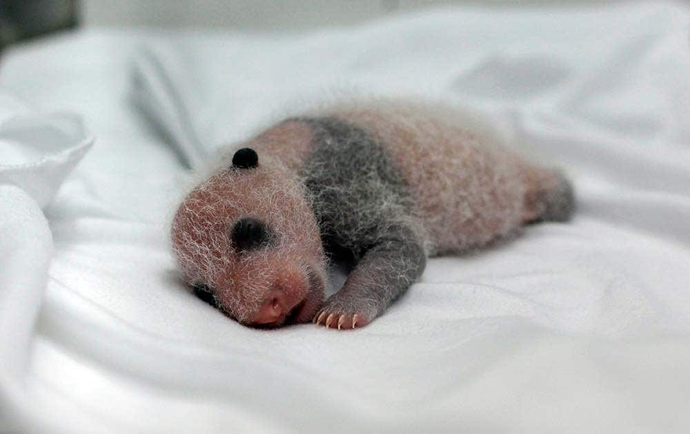 Tre pandaungar födda i Kina - DN.SE