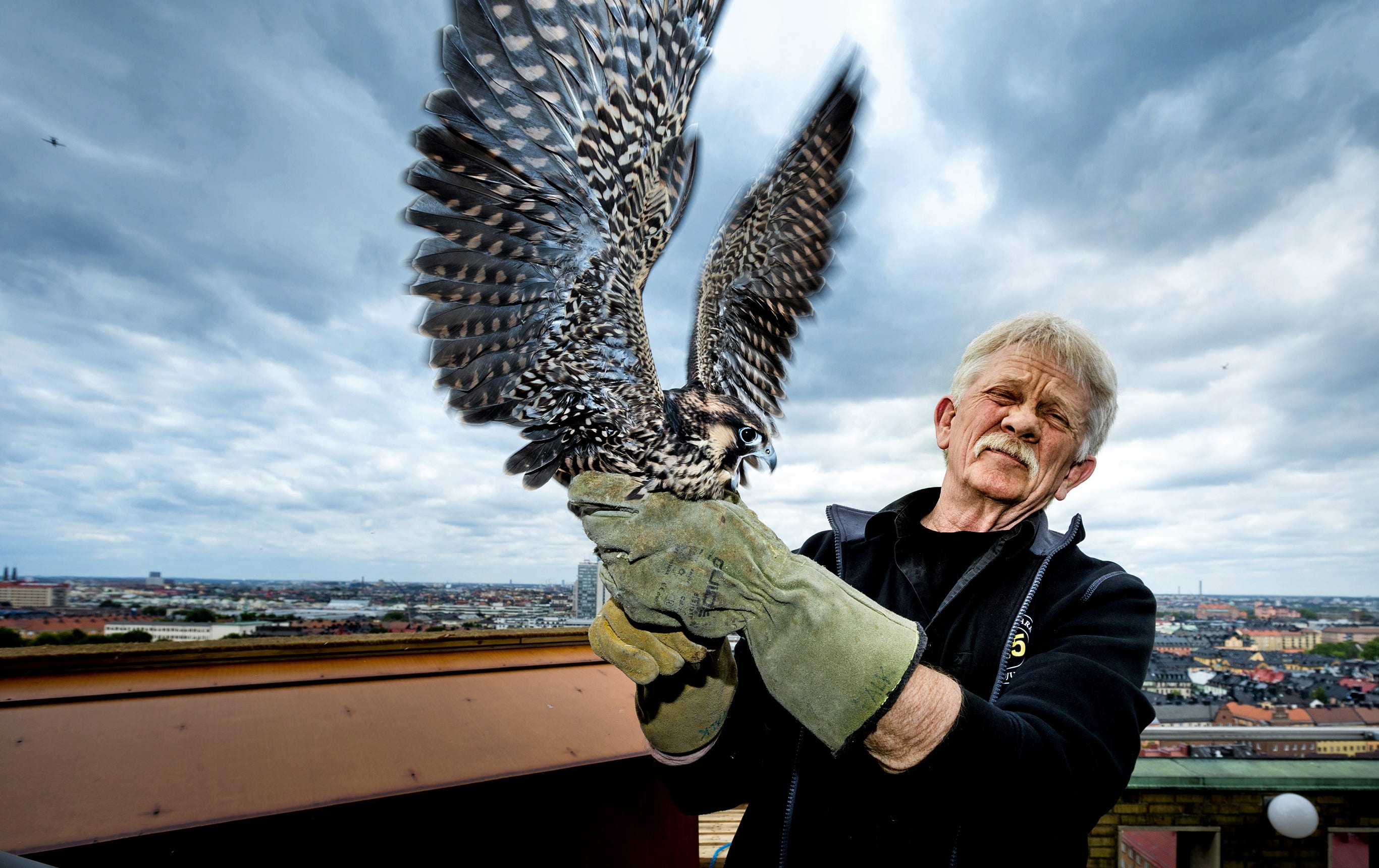 Världens snabbaste djur flyttar in i Stockholm - DN.se