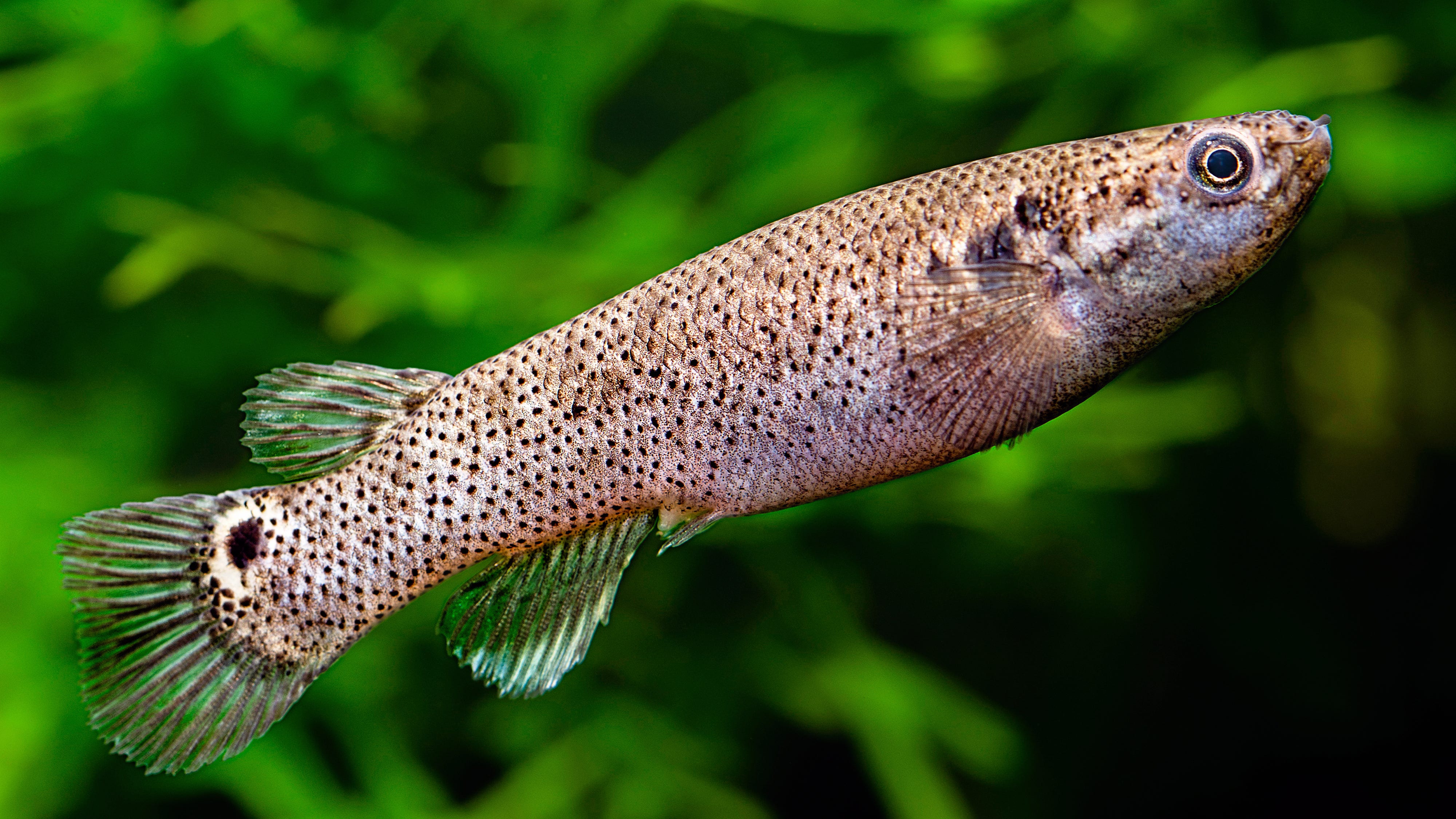 Jungfrufödsel är ett bra sätt att fortplanta sig på, men sker bara via ...