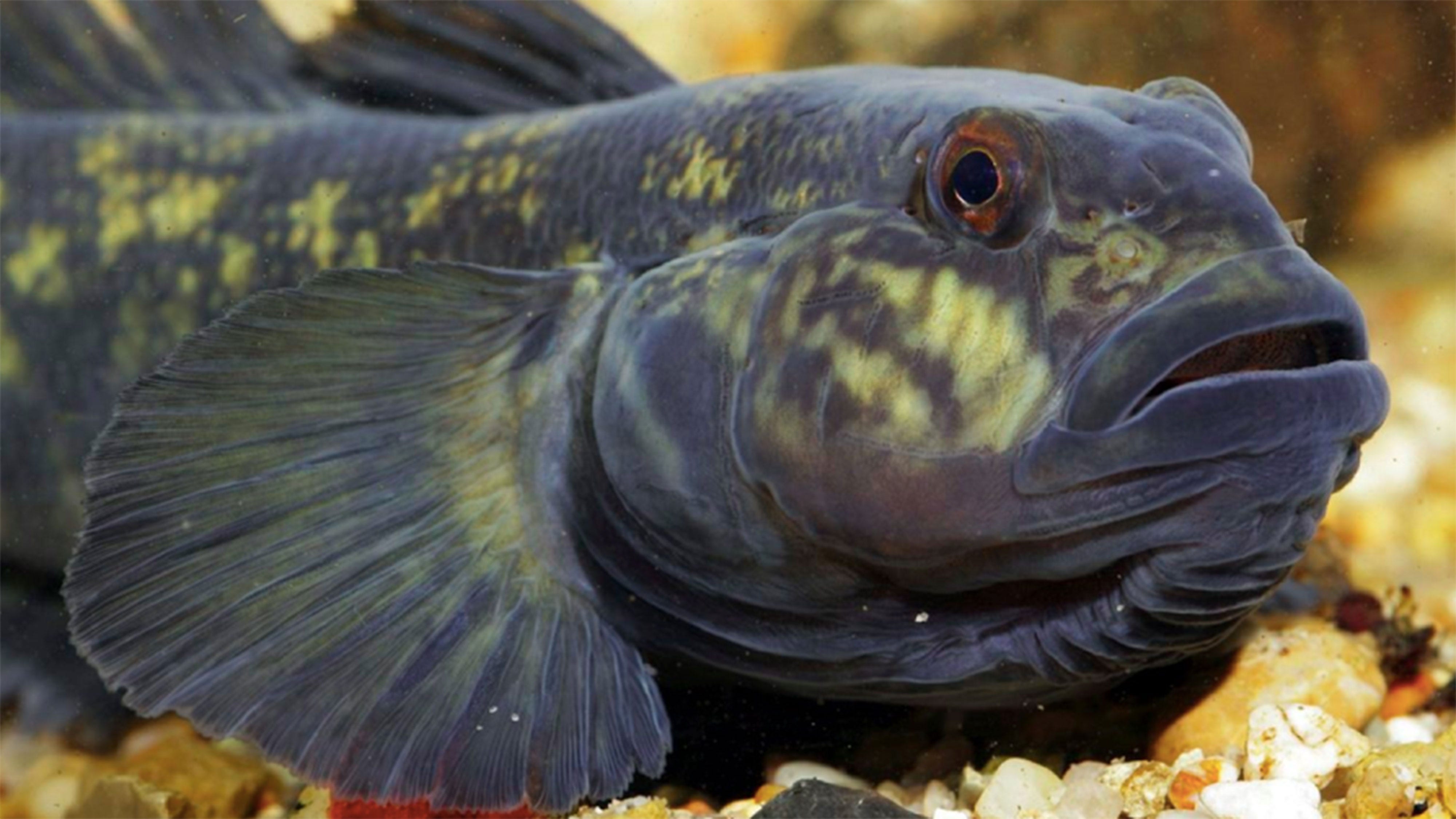 Snabbväxande ful fisk ökar kraftigt vid kusterna - DN.se