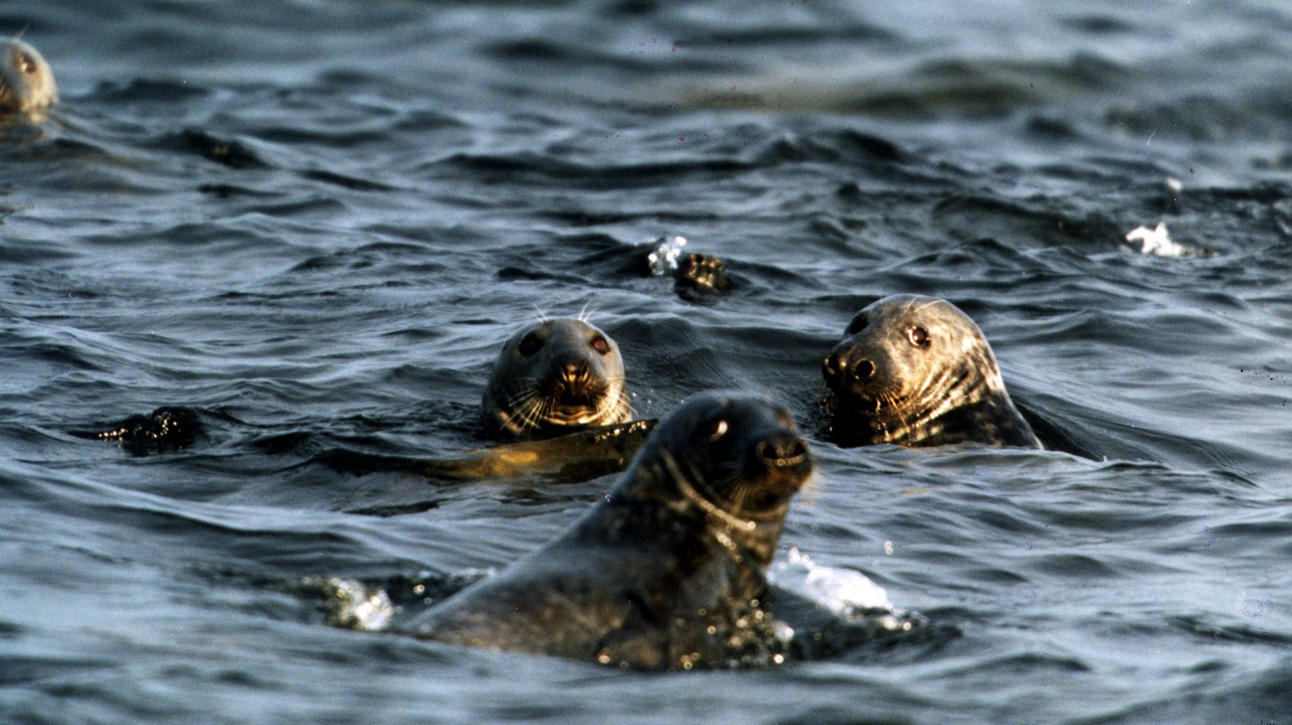 Säl och skarv tar lika mycket fisk som människan i skärgårdarna i ...