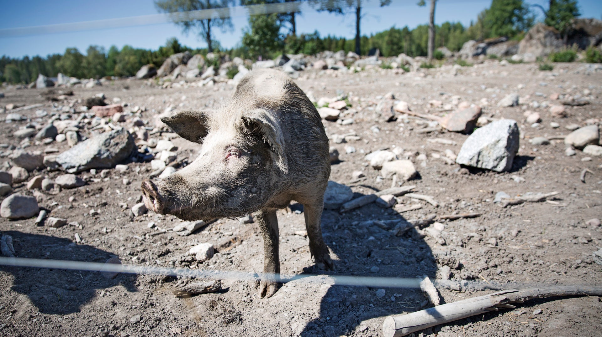 Värmeböljan sommaren 2018 är historisk - DN.SE
