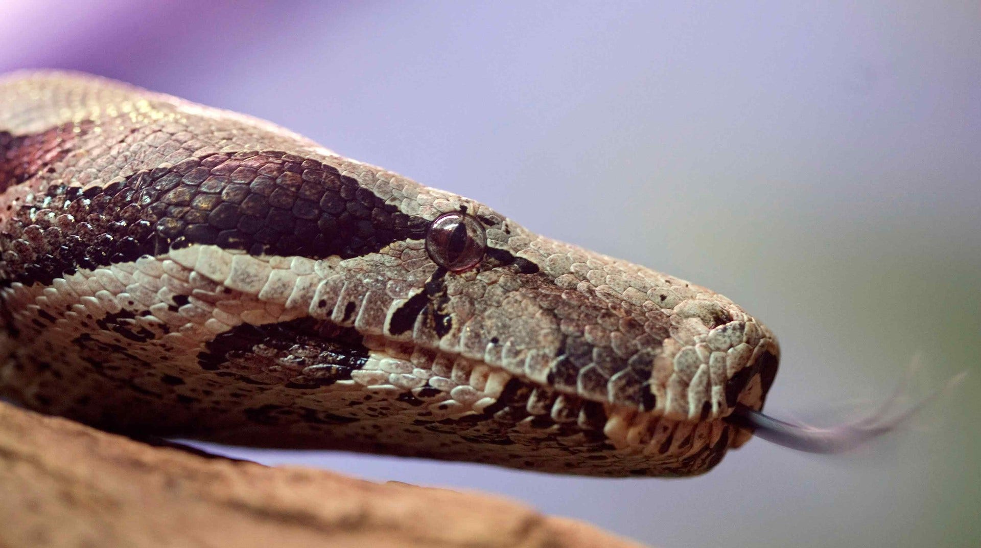 Meterlång boaorm påträffad i Skarpnäck - DN.se