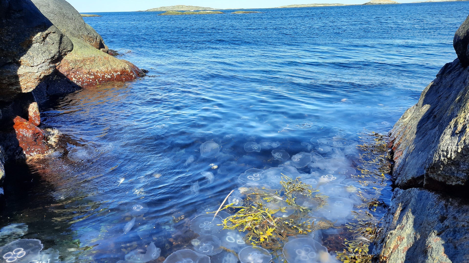 Många maneter på västkusten i år – ny art kan vara upptäckt - DN.se