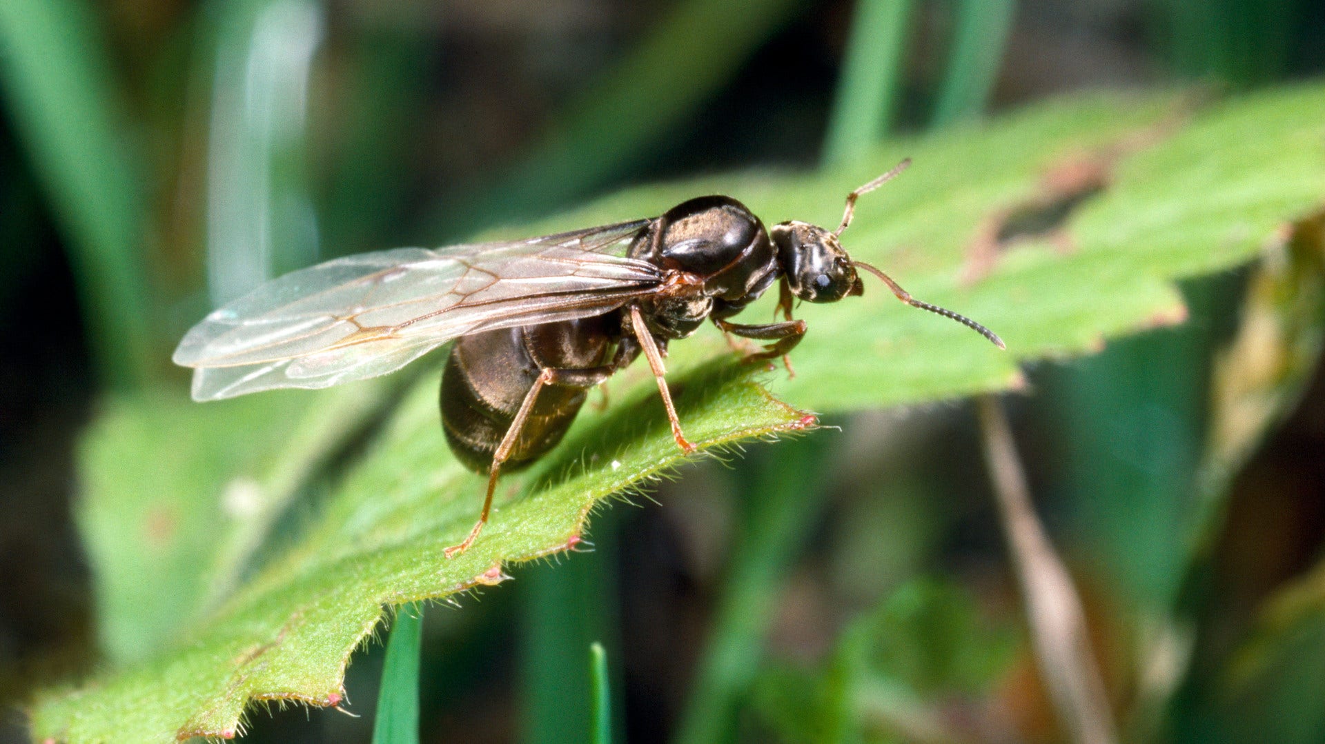 Regnmoln på väderradar? Nej, bara flygande myror - DN.se