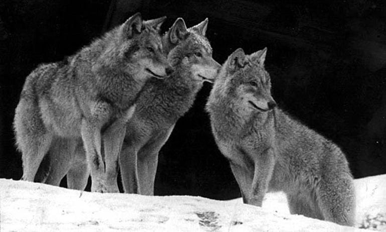 Vargkonflikten extra svår i Sverige - DN.se