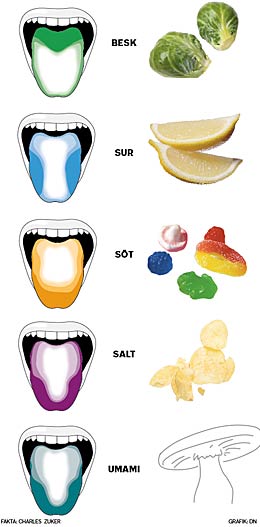Överlevnaden hänger på smaksinnet - DN.se