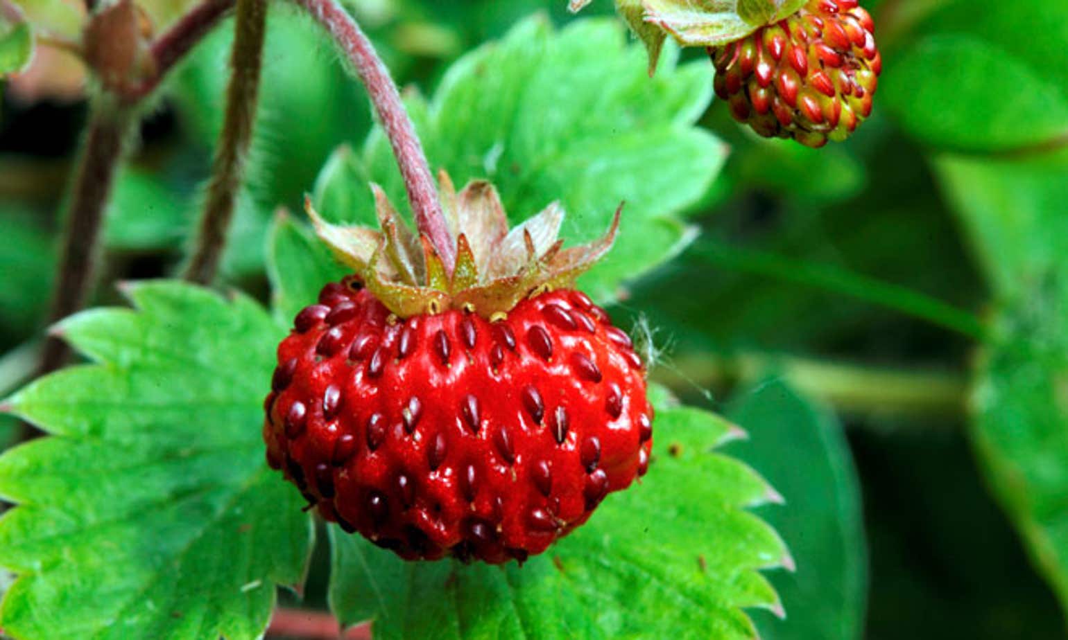 Gott om smultron i sommar - DN.se