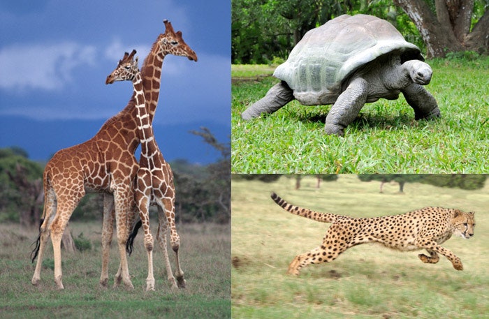 Rekord i djurens värld