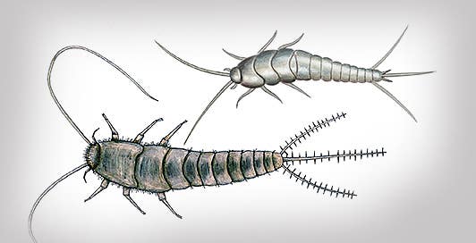 Nästa silverfisk större och starkare