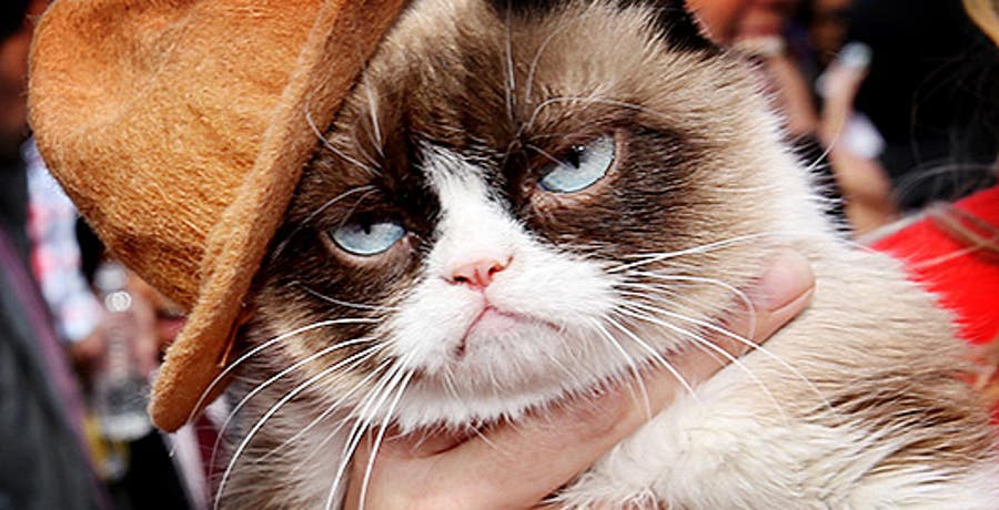 Sur katt har dragit in tre kvarts miljard