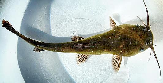 Ful fisk begravs i sjön