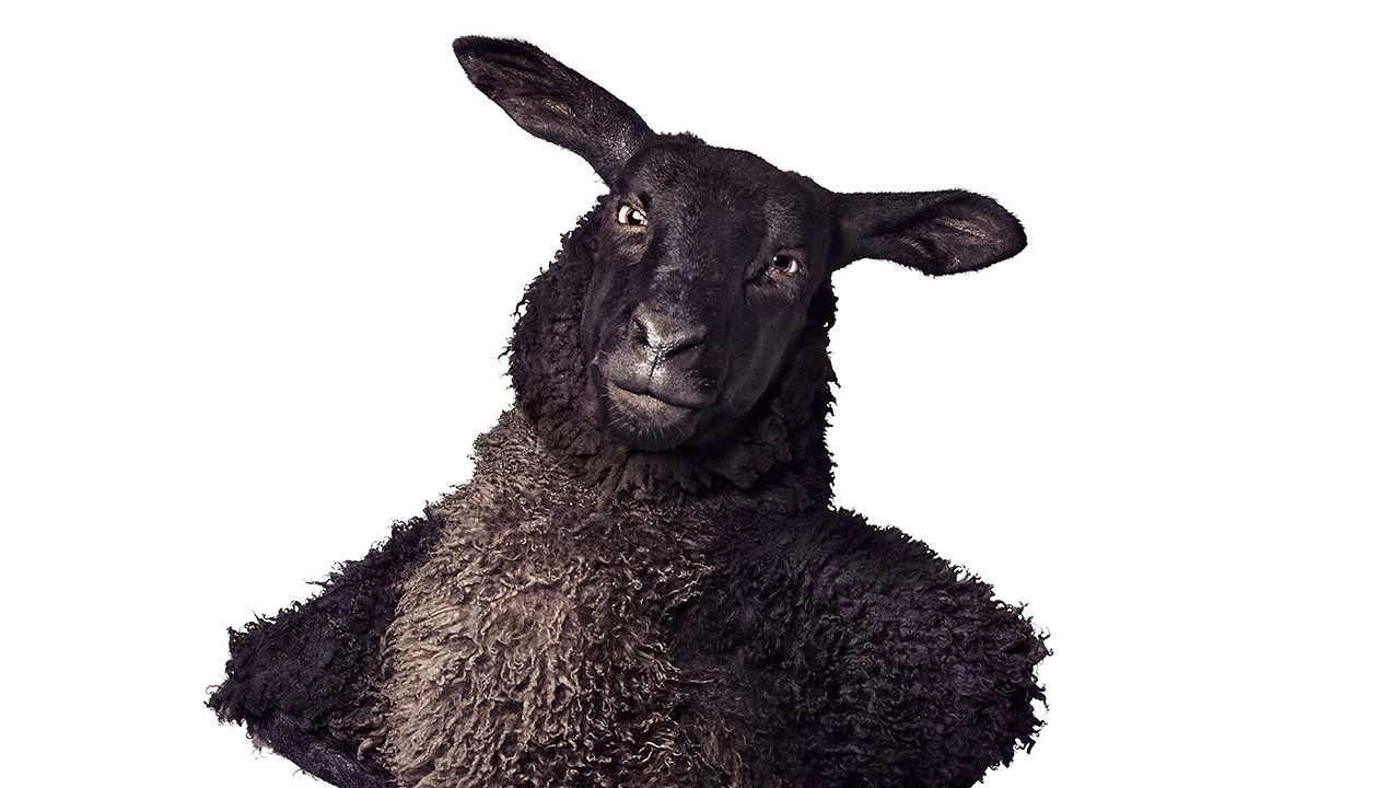 Tele2 slaktar fåret Frank