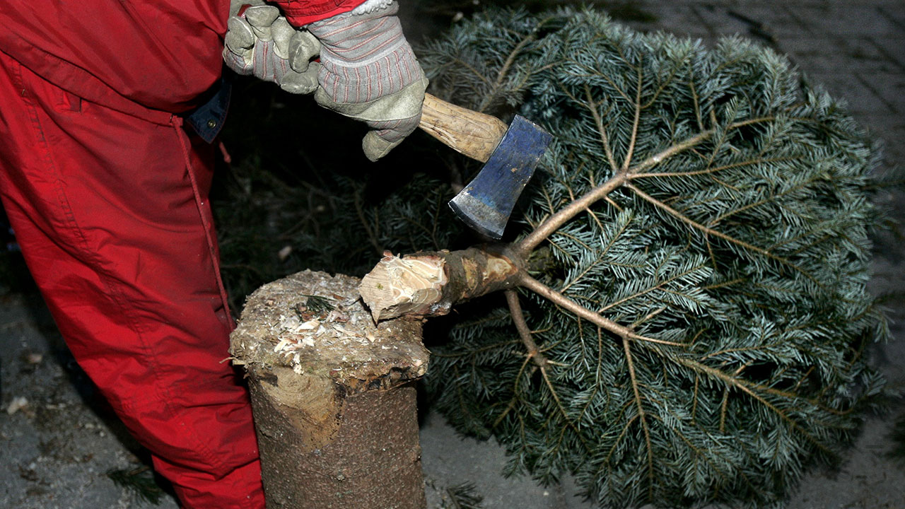 Priset på julgranar ökar, speciellt i Stockholm