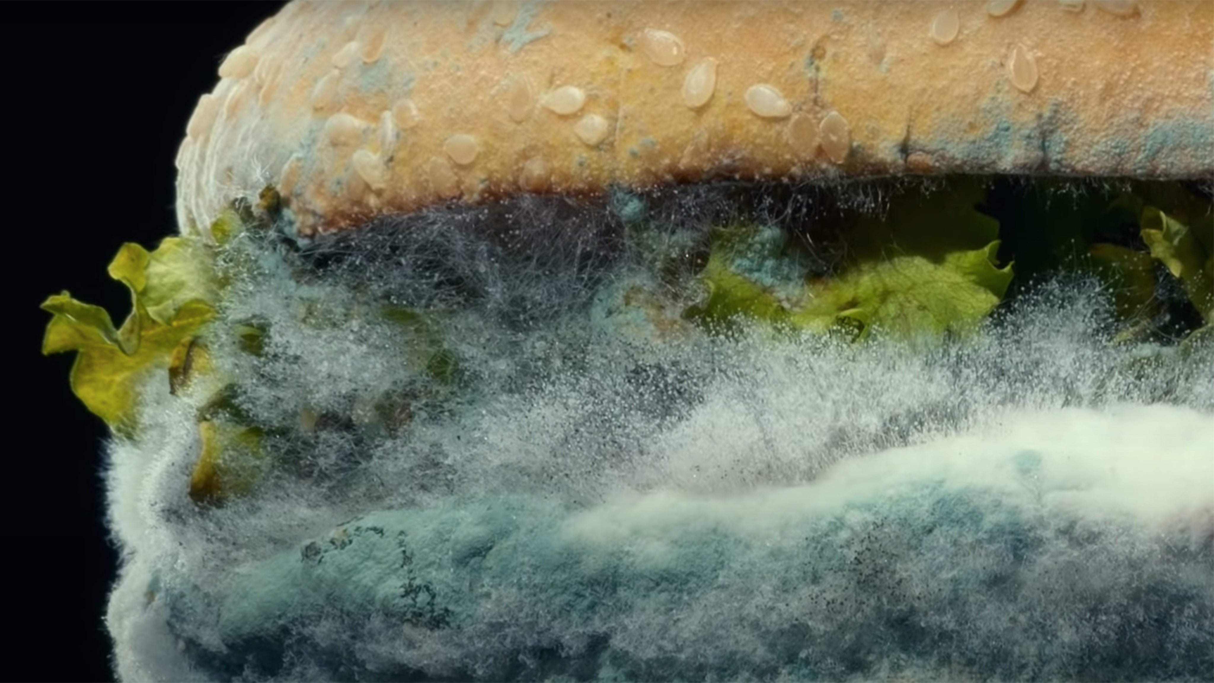 Mögelsuccén fortsätter – ”Moldy Whopper” vinner Månadens film - Resumé